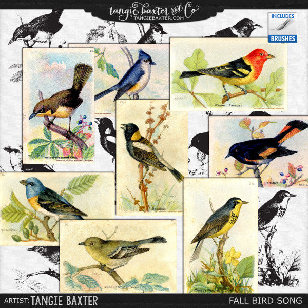 Fall Bird Song – Tangie Baxter & CO